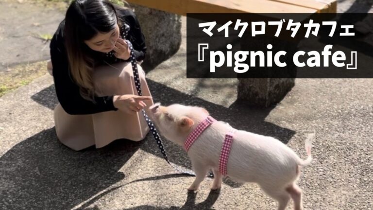 吉祥寺にマイクロブタカフェ「pignic cafe」がオープン！リードでお散歩体験もできる｜吉グル